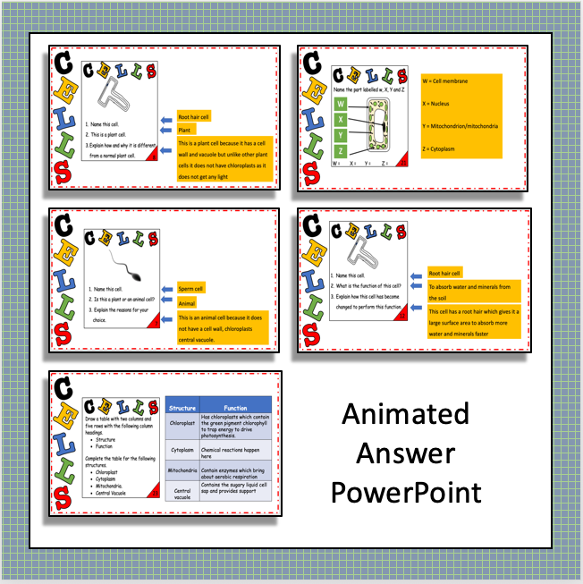 Plant and Animal Cells - Structure, Differences and Specialisation 24 ...