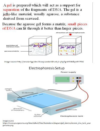 Aspects of Biotechnology Learning Activities for AP Biology - Amped Up ...