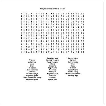 Dissection word search Collection - Amped Up Learning