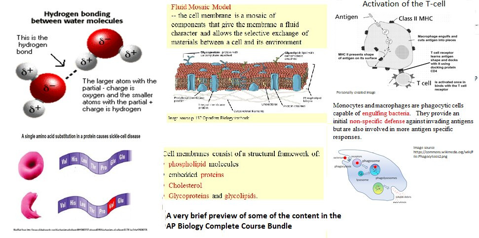 AP Biology Complete Course (updated to the 2019-2020 ETS curriculum ...