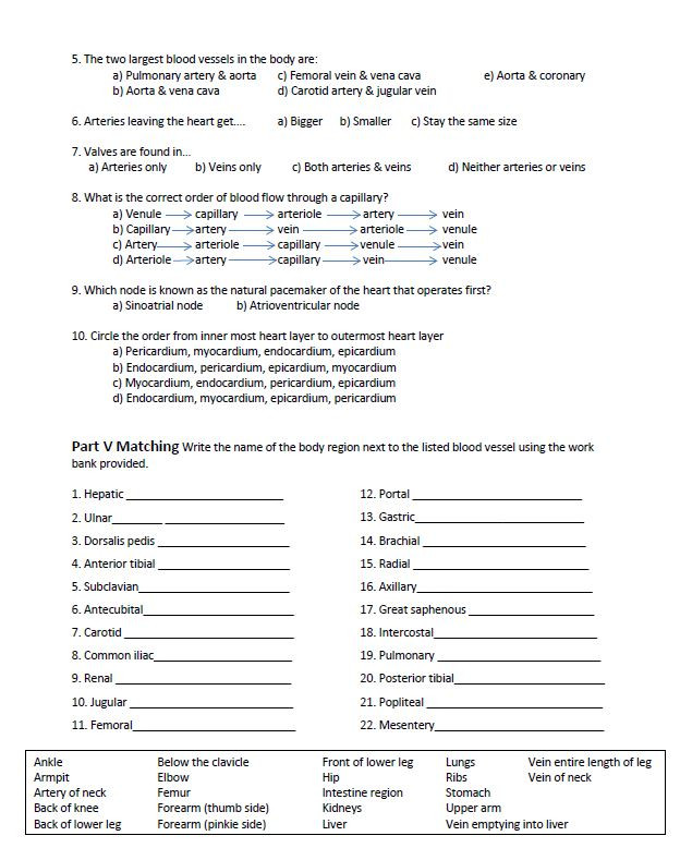 Cardiovascular System Unit Exam - Amped Up Learning