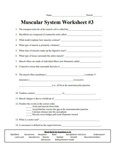 Muscular System Worksheet Series - Amped Up Learning
