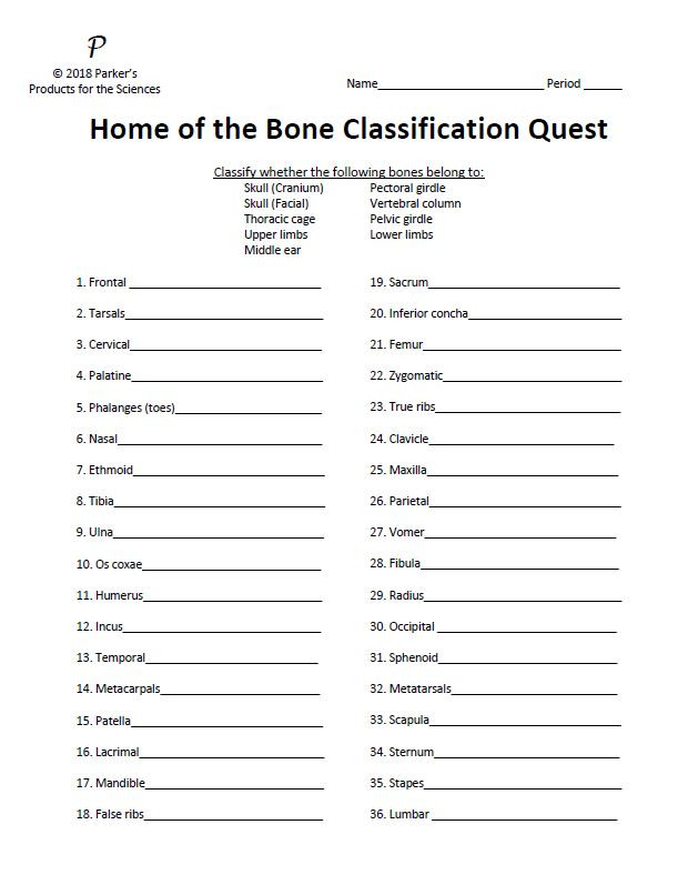 Home of the Bone Classification Quest - Amped Up Learning
