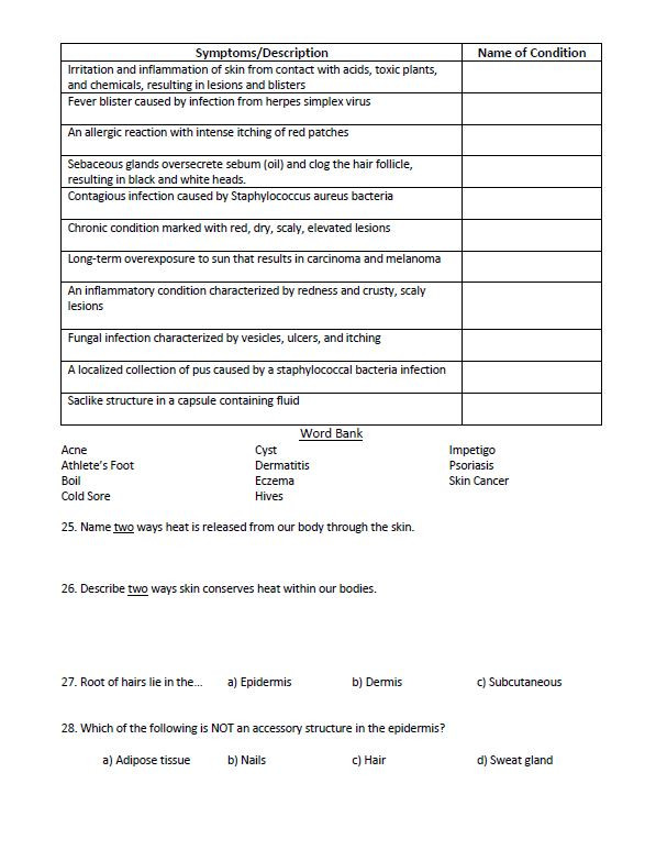 Integumentary System Unit Exam - Amped Up Learning