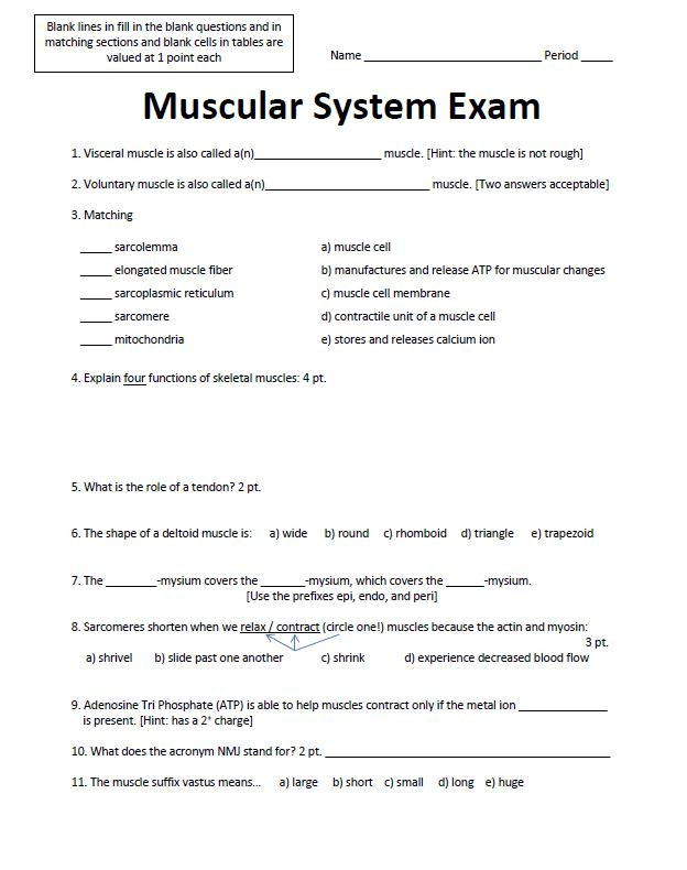 Muscular System Exam - Amped Up Learning