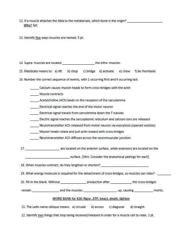 Muscular System Exam - Amped Up Learning