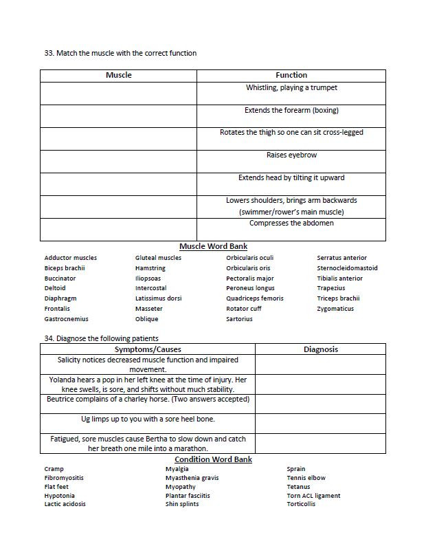 Muscular System Exam - Amped Up Learning