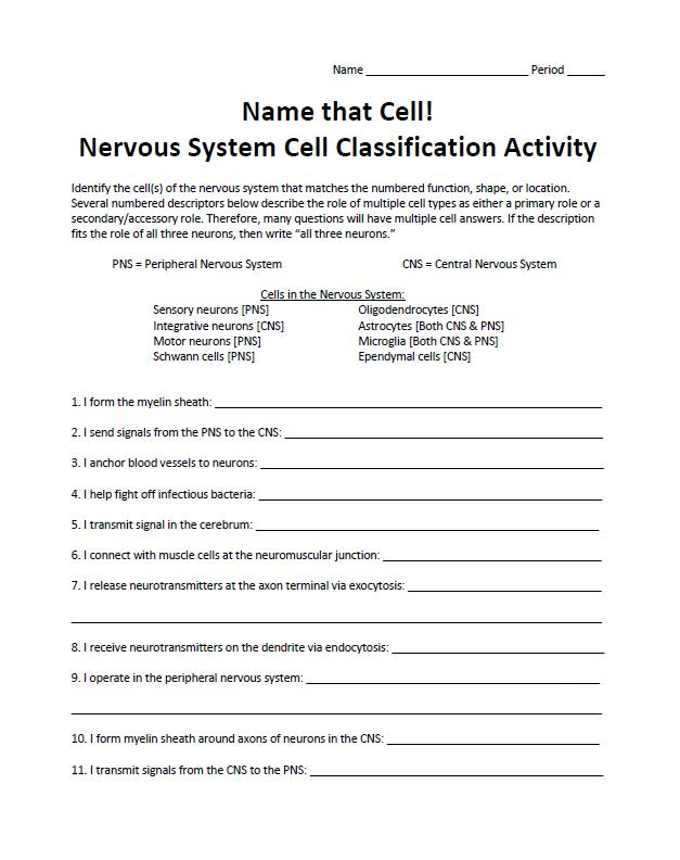 Name that Cell! Nervous System Cell Classification Activity - Amped Up ...