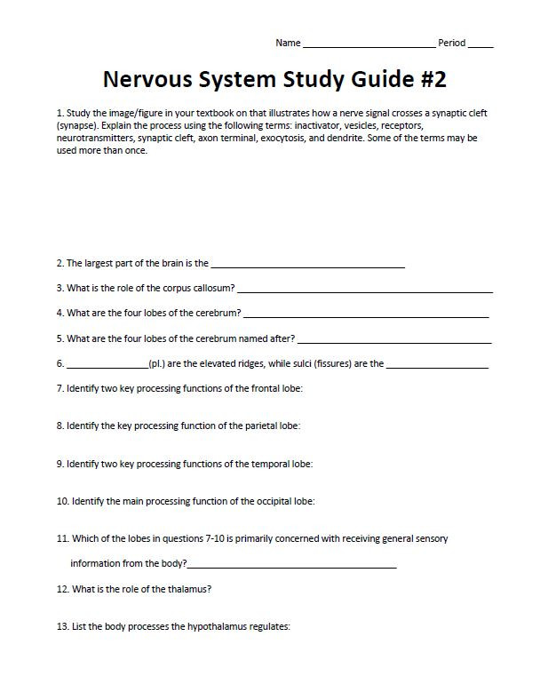 Nervous System Study Guide Set - Amped Up Learning