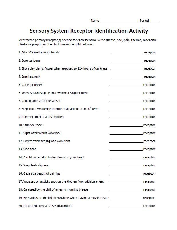Sensory System Receptor Identification Activity - Amped Up Learning