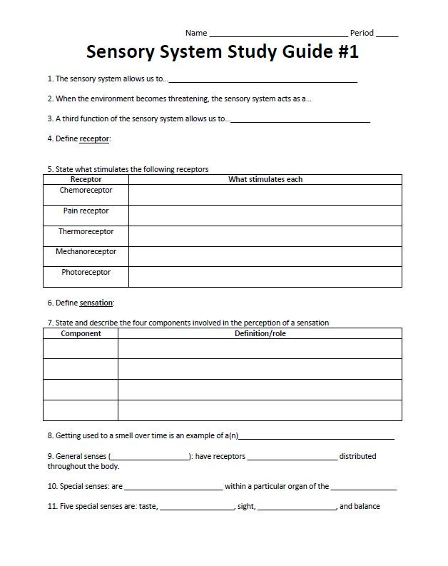 Sensory System Study Guide Set - Amped Up Learning