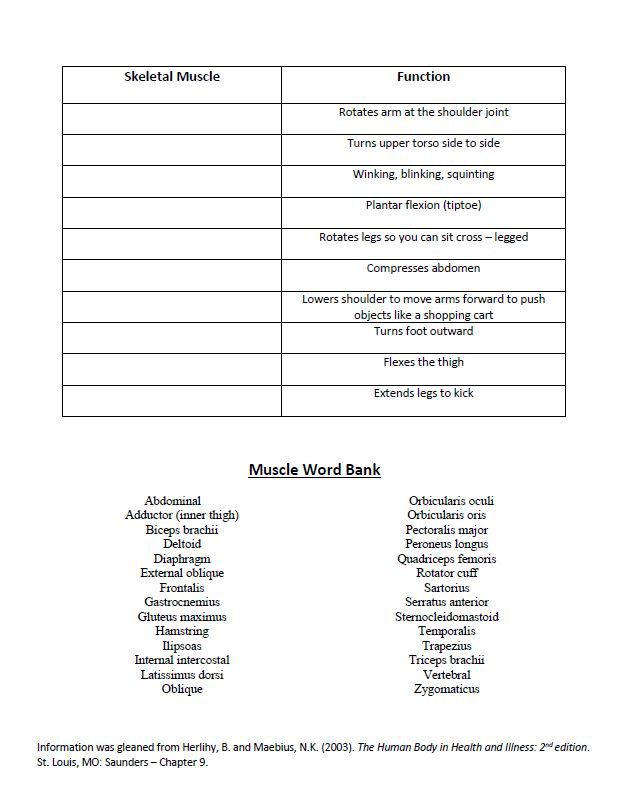 Skeletal Muscle Function Table Activity Set - Amped Up Learning
