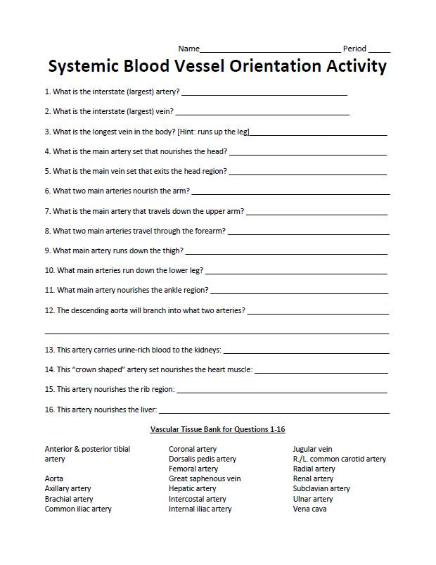 Systemic Blood Vessel Orientation Activity for the Circulatory System ...