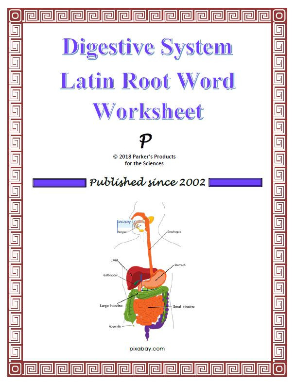 Latin Root Word Conversion Worksheet Bundle of Medical Terms for Human ...