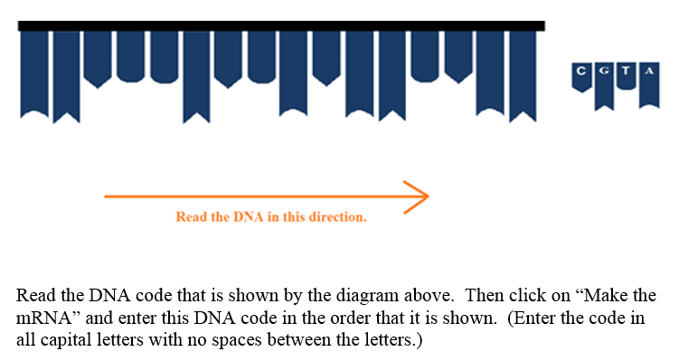 Digital Escape Breakout Room: DNA Transcription & Translation - Amped ...