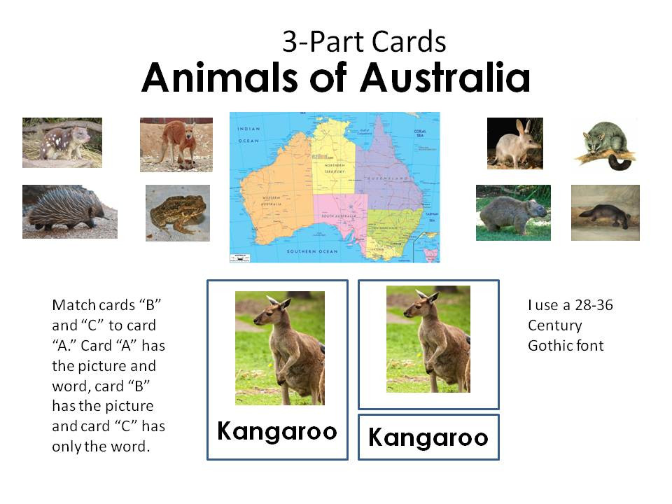 3-Part Cards---Animals of Australia - Amped Up Learning