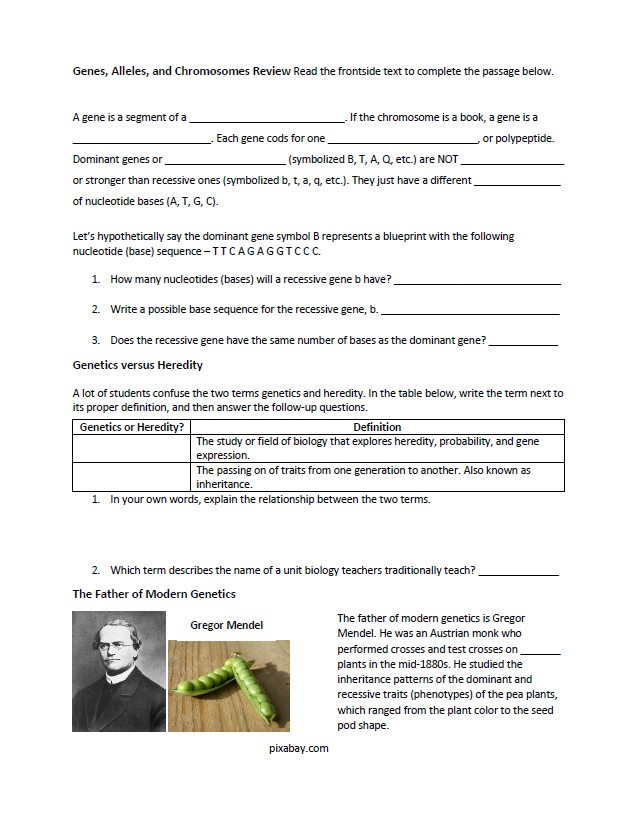 Great Genetics 101 Introduction Lesson - Amped Up Learning