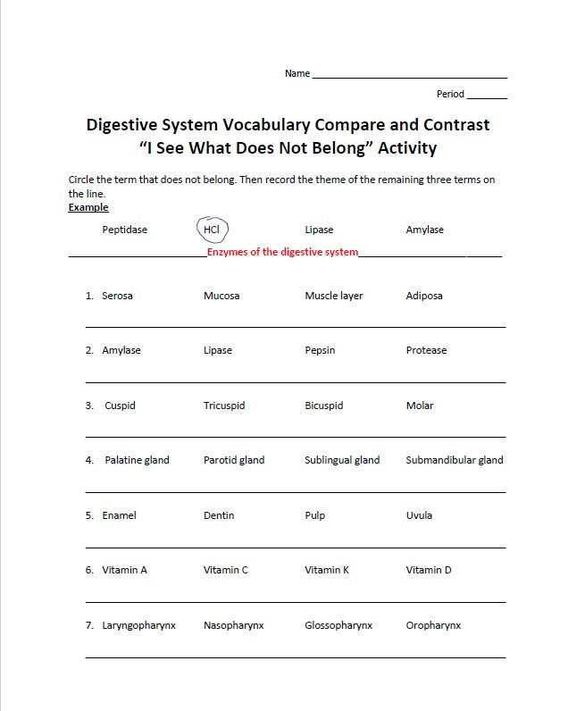 Digestive System Term Compare and Contrast "I See What Does Not Belong ...