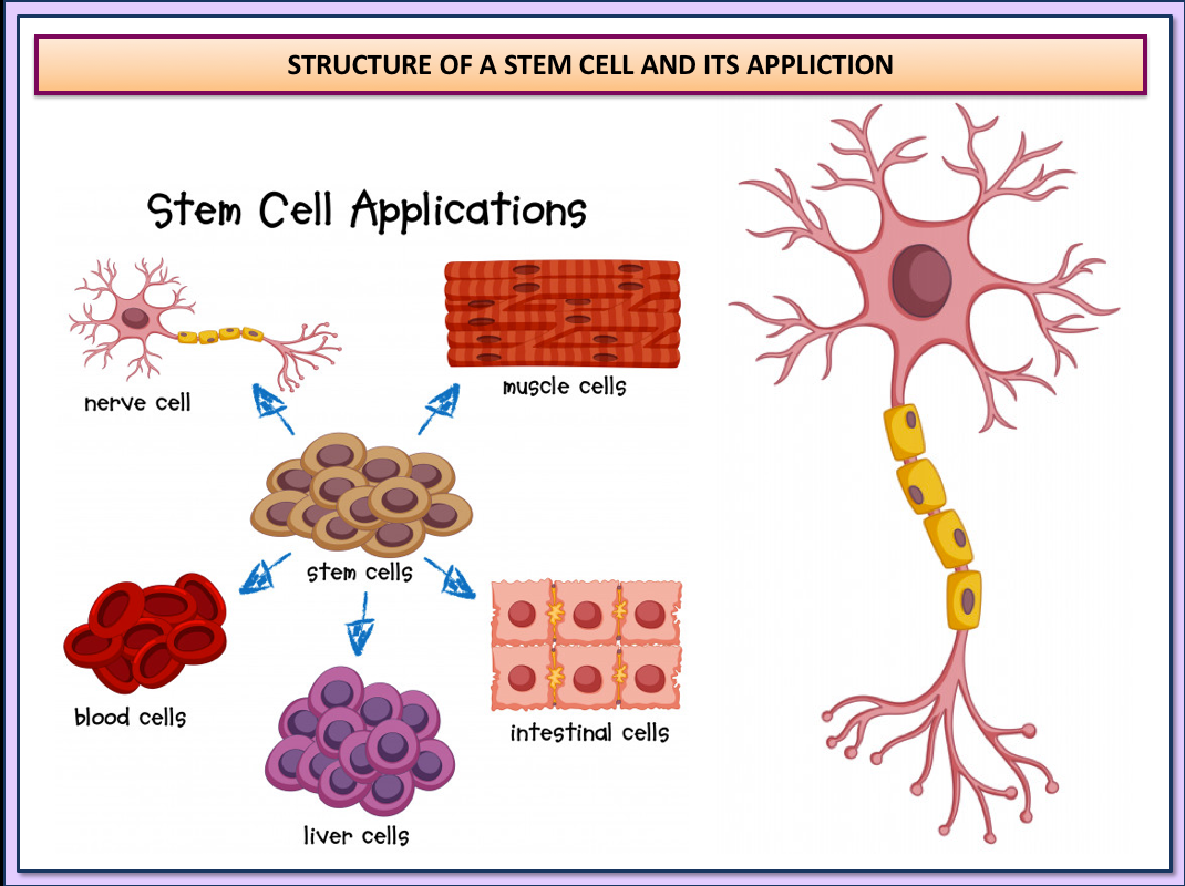 Stem Cell Research & Gene Technology - Amped Up Learning