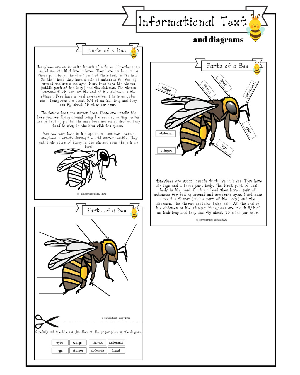 Bees, Flowers and Pollination - Digital and Paper resources