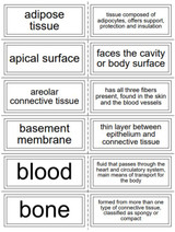 Tissues of the body vocabulary flash cards for Anatomy - Amped Up Learning