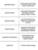 Epithelial Tissue Vocabulary Flash Cards - Amped Up Learning