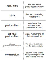 Circulatory System Part I Vocabulary Flash Cards for Anatomy - Amped Up ...