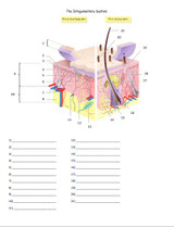 ANATOMY/PHYSIOLOGY MEDICAL CASE STUDIES- 3 per system- 33 TOTAL ...