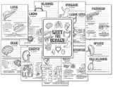 "Meet the Organs" workbook- 12 pages! - Amped Up Learning