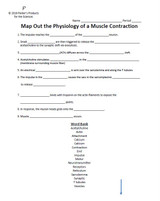 Map Out the Physiology of a Muscle Contraction and Relaxation Worksheet ...