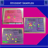 Atoms Project and Worksheet - Bohr's Atom Models - Amped Up Learning