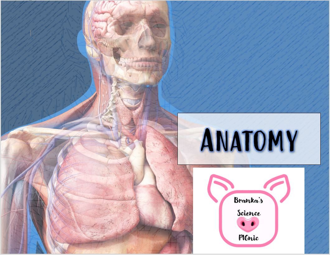 Respiratory System (Anatomy Ch 13 - Bundled Lesson) - Amped Up Learning