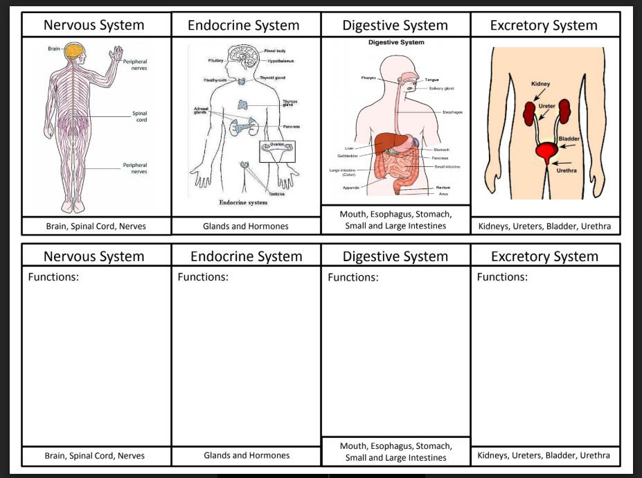 Human Body Systems Lesson - Amped Up Learning
