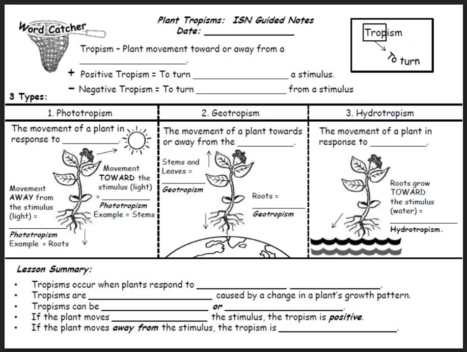 Plant Tropisms - Amped Up Learning