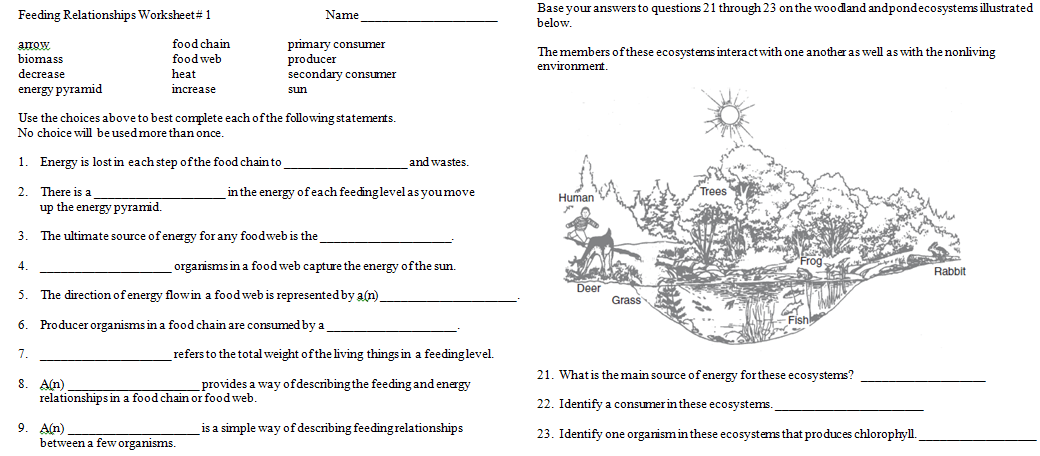 Feeding Relationships Worksheets Review
