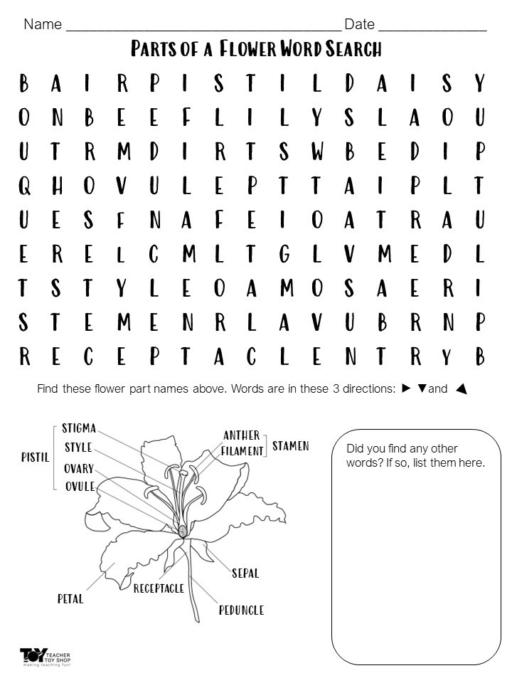Parts of a Flower Word Search - Amped Up Learning
