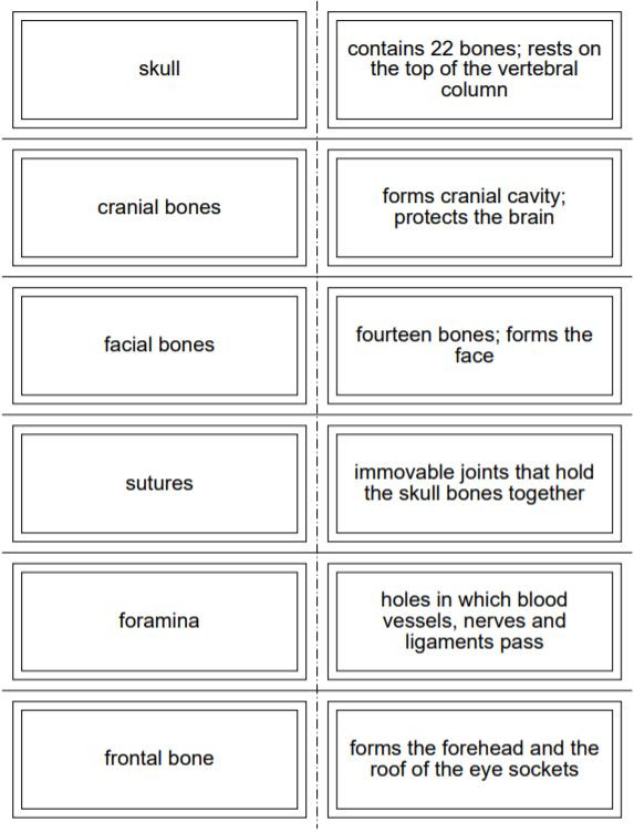 Axial Skeleton Flash Cards - Amped Up Learning
