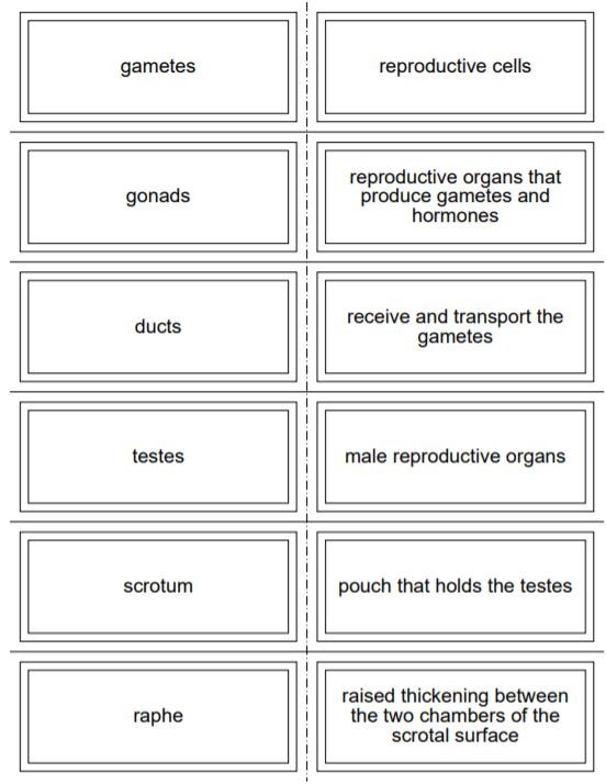 Male Reproductive System Flash Cards - Amped Up Learning