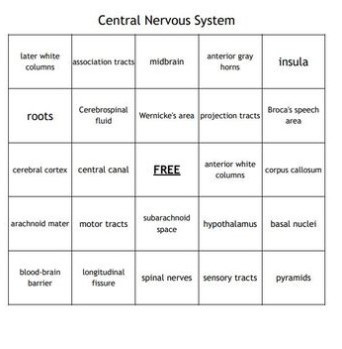 The Central Nervous System Review Bundle for Anatomy or Physiology ...