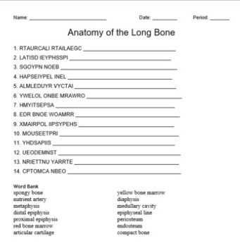 Anatomy of the Long Bone Review Bundle - Amped Up Learning