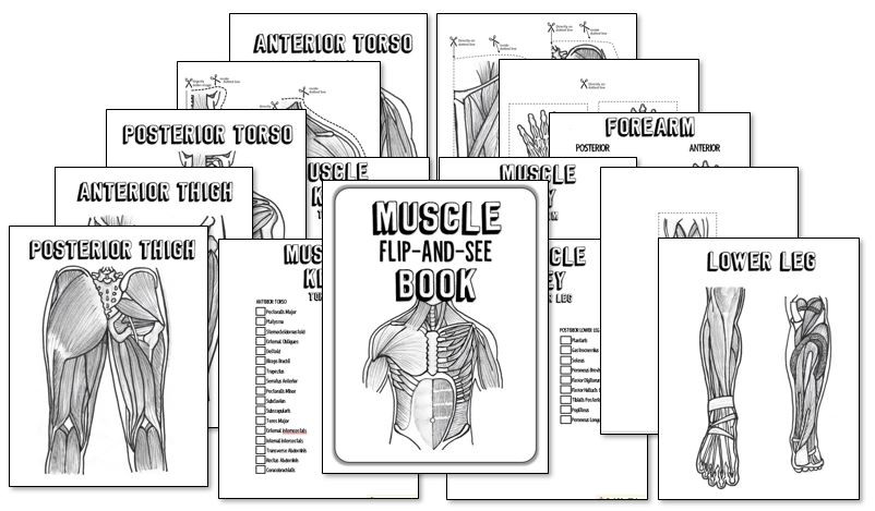 Muscle "Flip and See" Workbook- Superficial AND Deep Muscles! - Amped ...