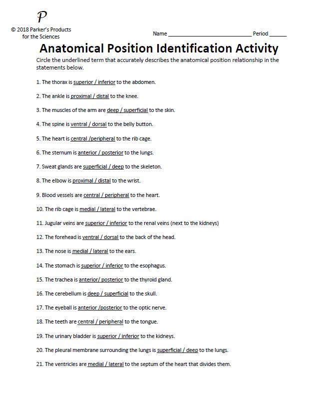 Anatomical Position Term Activity Series - Amped Up Learning