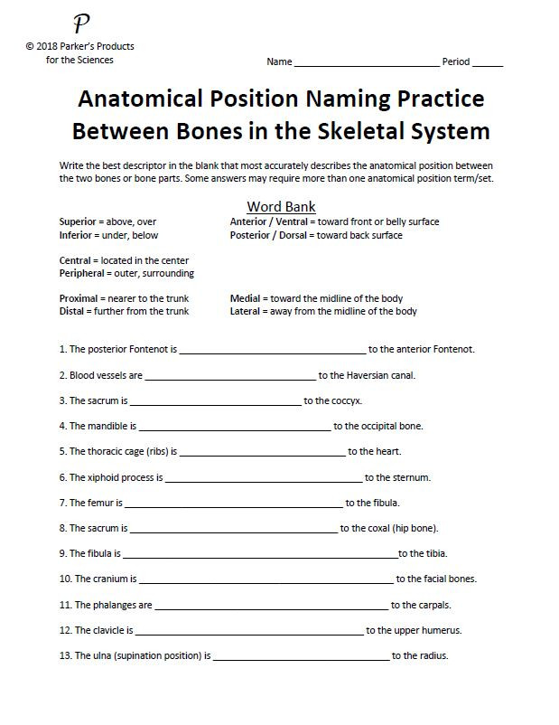 Anatomical Position Naming Practice Between Bones in the Skeletal ...