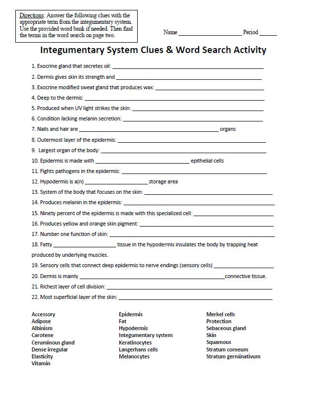 Integumentary System Clues and Quest and Word Search Activity - Amped ...