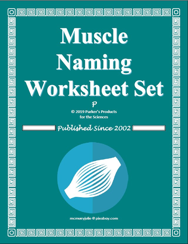 Muscle Naming Worksheet and Table Set - Amped Up Learning