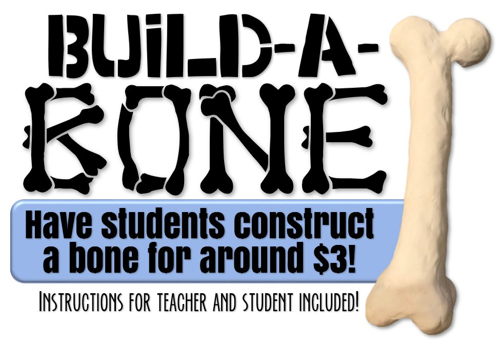 Build-a-Bone! Great Activity for Hands-On Learning and the Skeletal ...