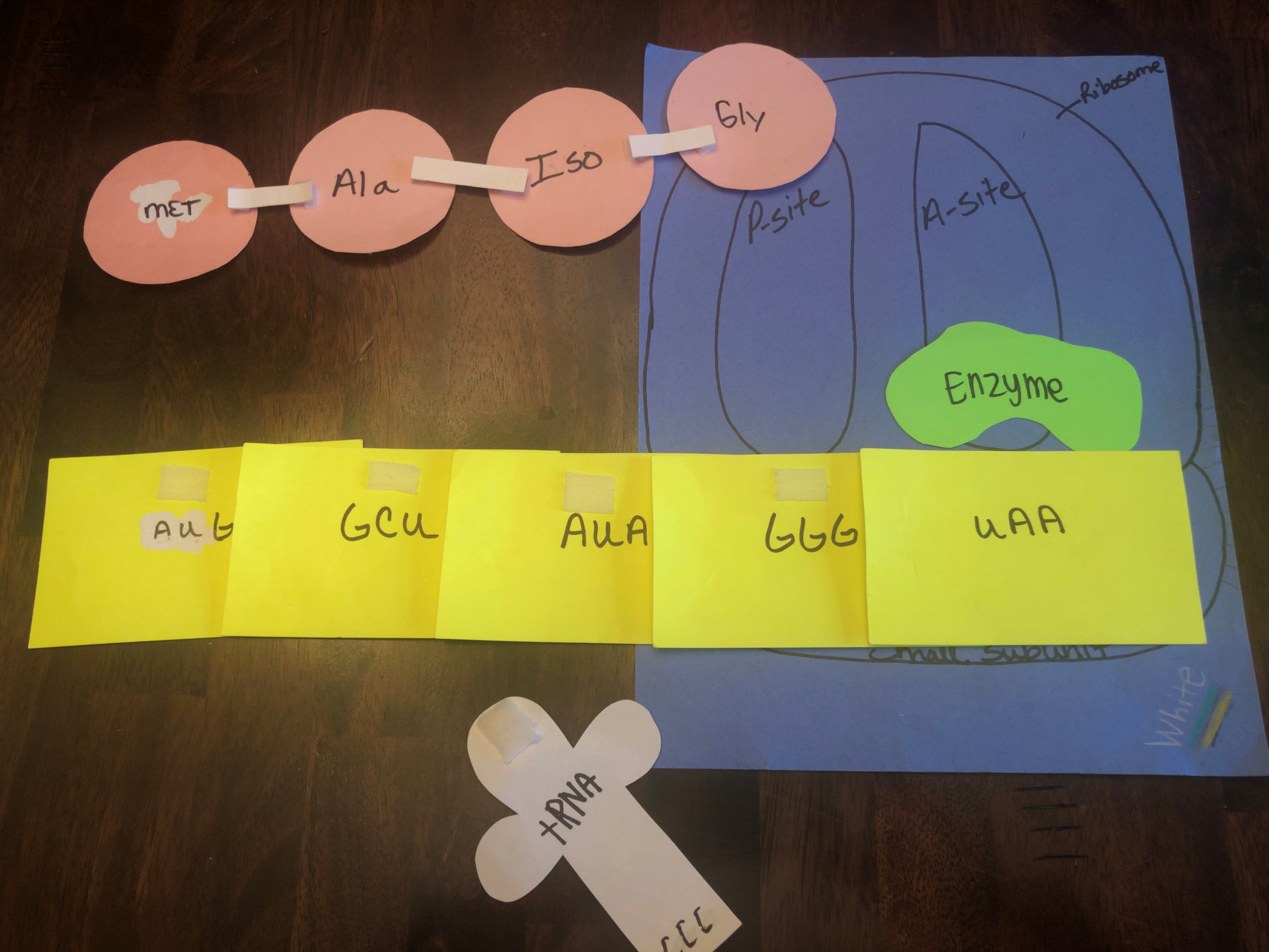 Protein Synthesis Simulation......A Fun & Engaging Cooperative Learning ...