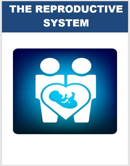 The Reproductive System - Amped Up Learning