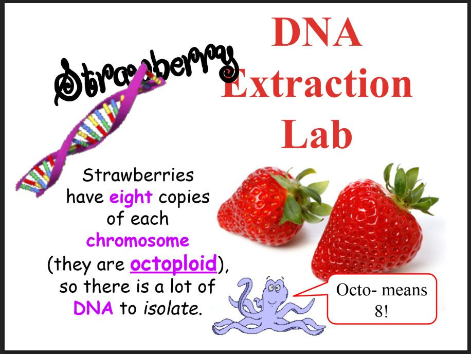 Strawberry DNA Extraction Lab - Amped Up Learning