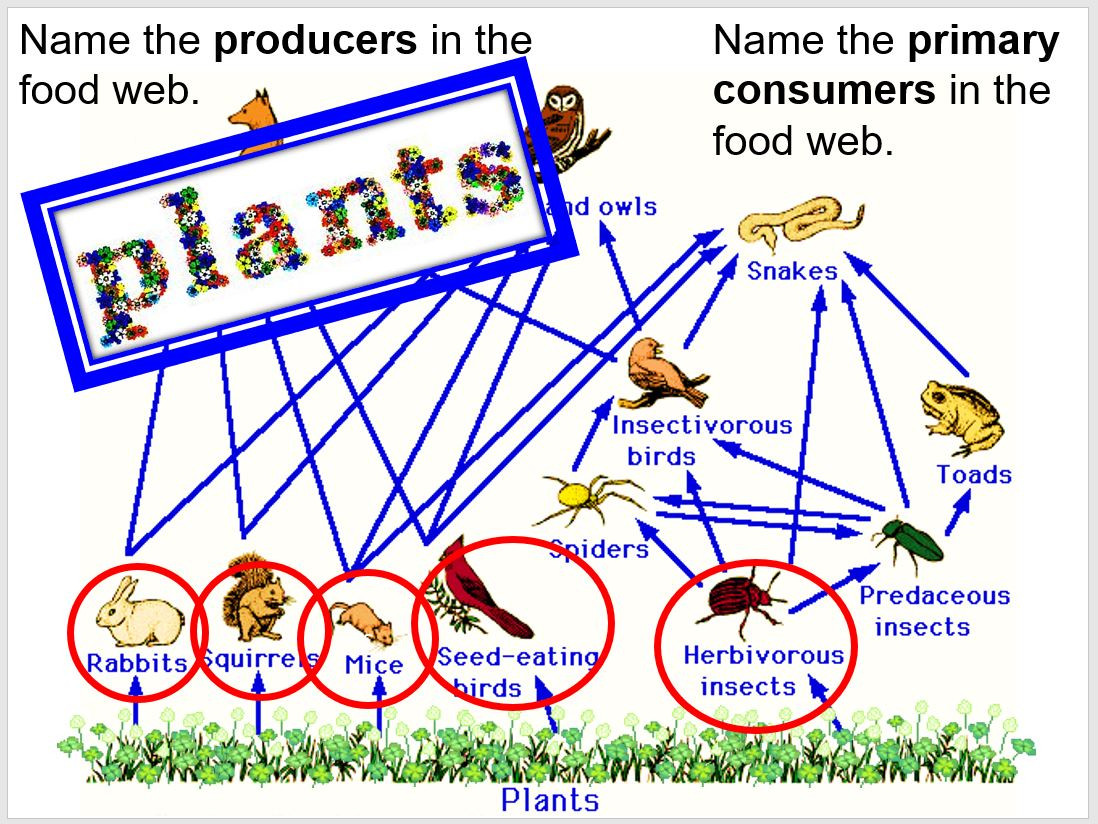 Food Chains and Food Webs - Amped Up Learning